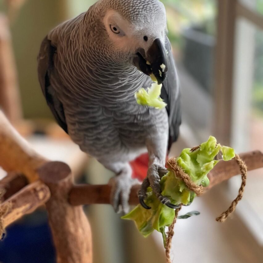 African Greys In Pennsylvania