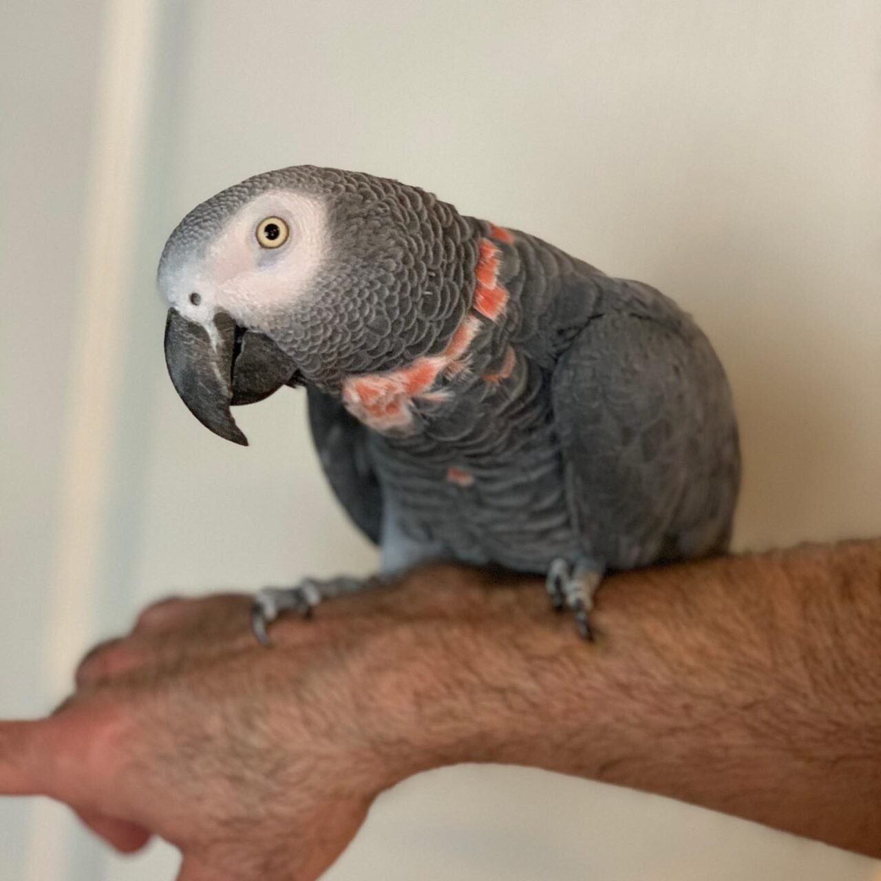 Cheap Congo African Grey Parrots For Sale Near Me Under $600