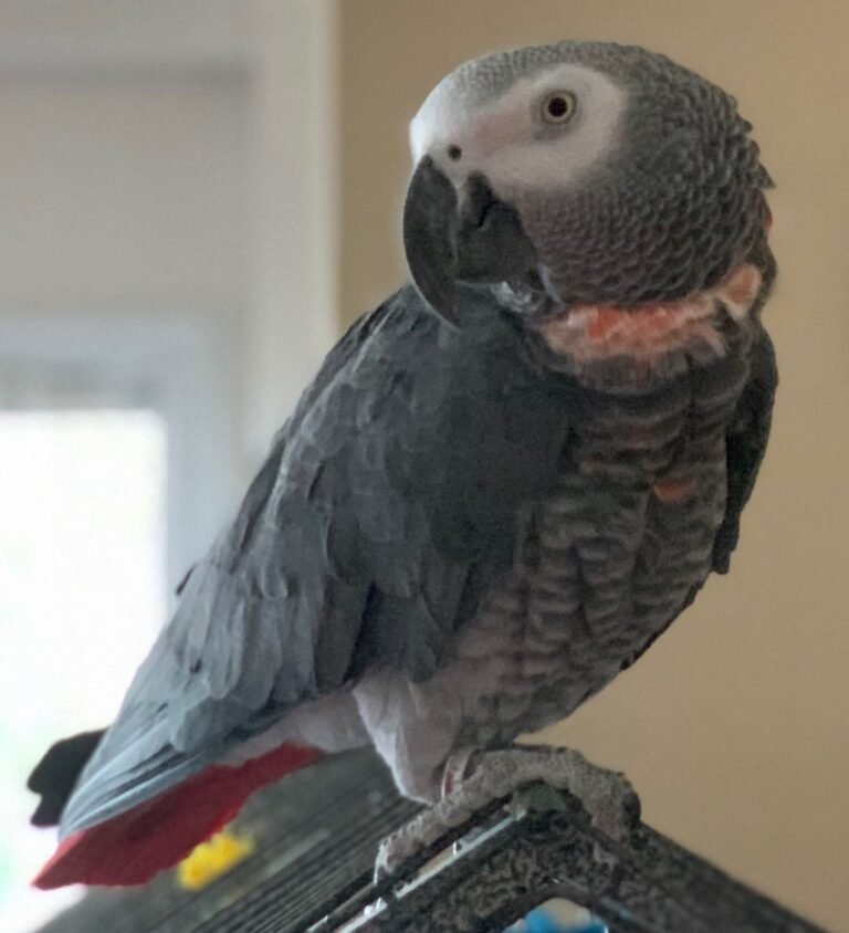 Cheap Congo African Grey Parrots For Sale Near Me Under $600