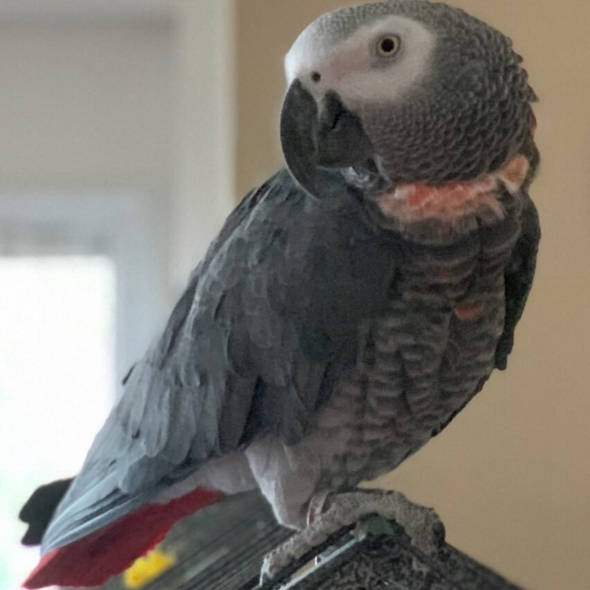 African Greys In Pennsylvania