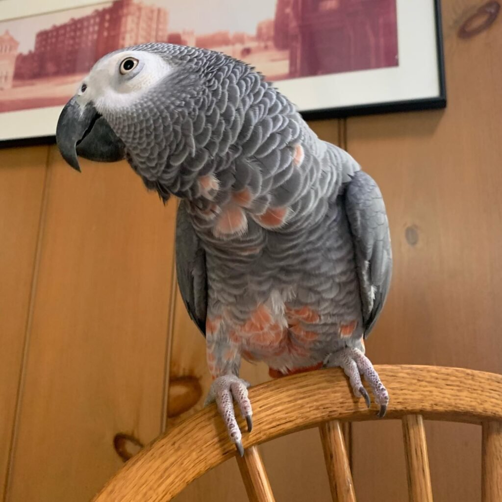 African Greys In Pennsylvania