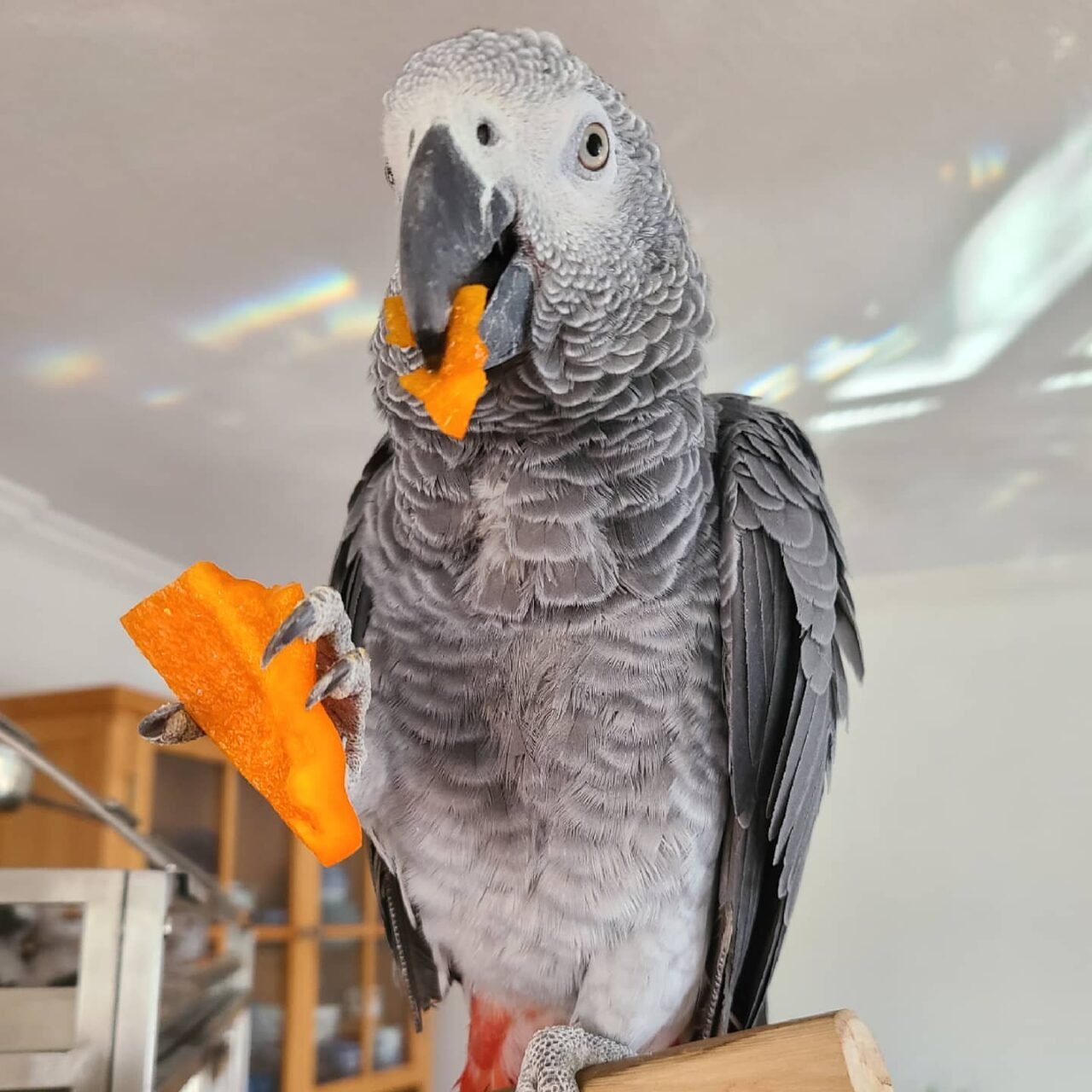 African Greys In Pennsylvania
