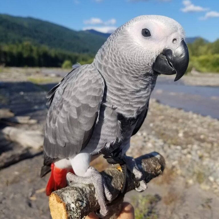 Cheap Male African Grey Parrots For Sale Under $600
